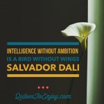 Intelligence without ambition is a bird without wings. - Salvador Dali